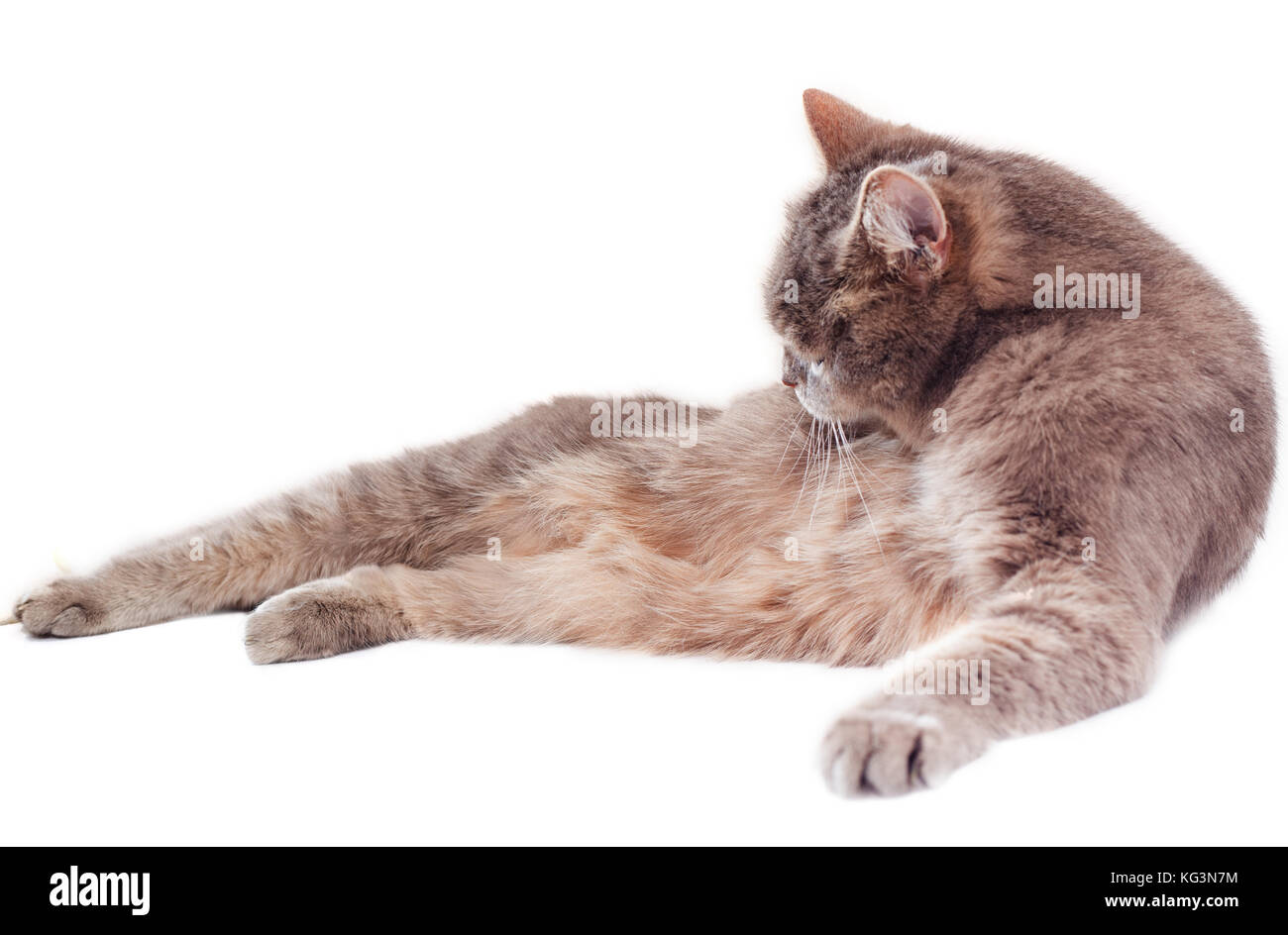 The gray cat lies on one side, a white background. It is isolated on ...
