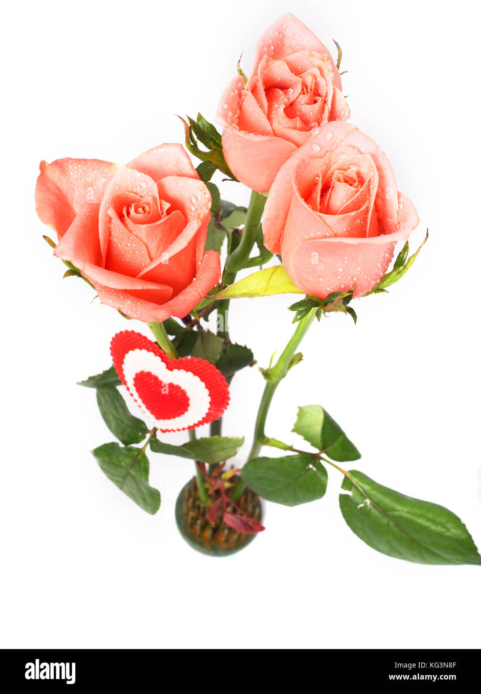 Pink roses and heart on a white background. Three pink roses with drops ...