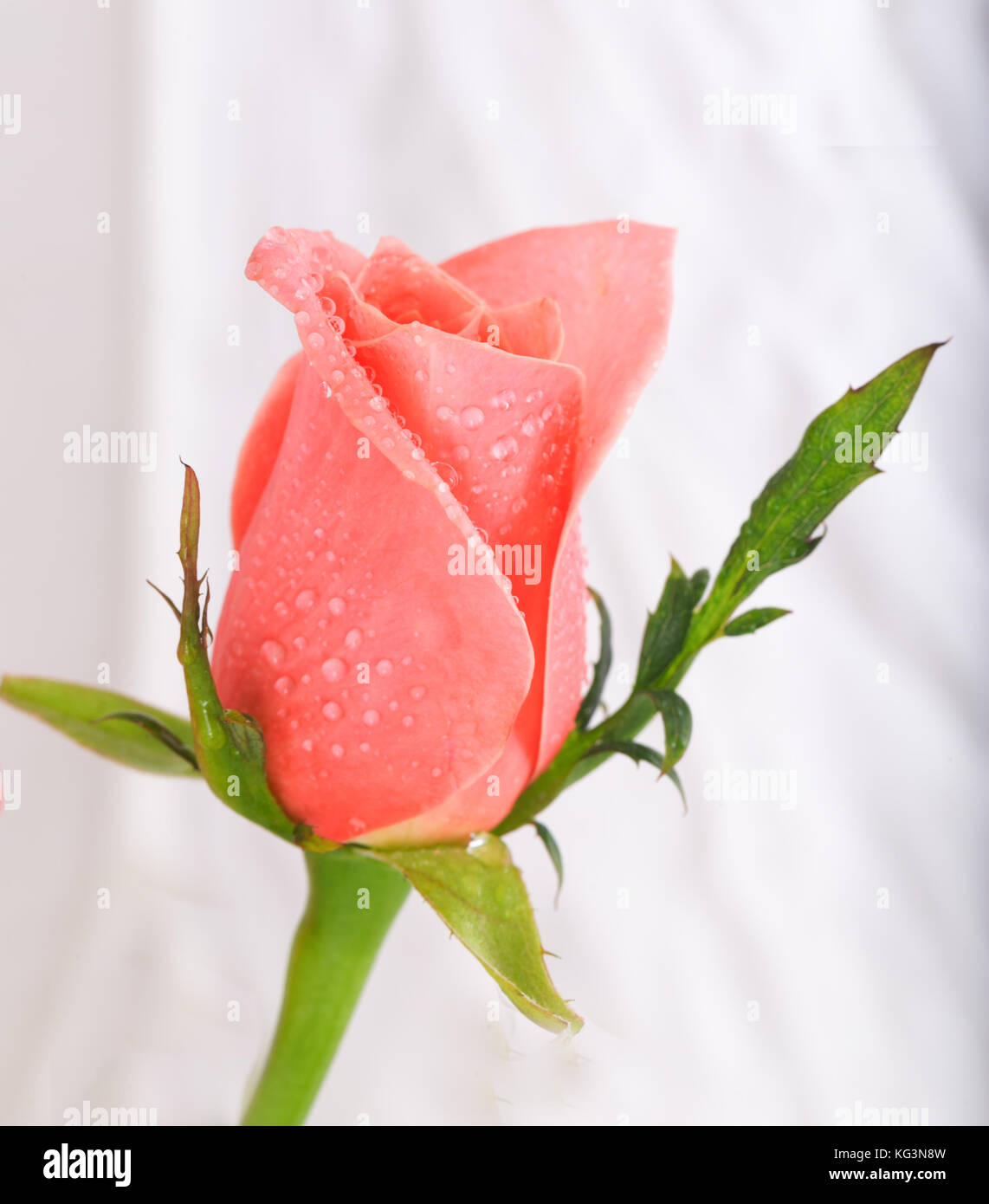 Pink rose with water drops on a white background. Close up, small depth ...