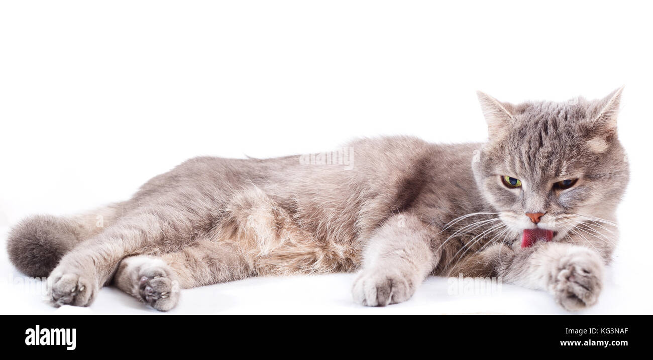 The gray cat lies and washes. The gray cat licks language a forepaw and ...