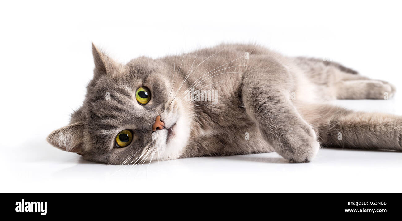 The gray cat lies on one side with open eyes. It is isolated on a white ...