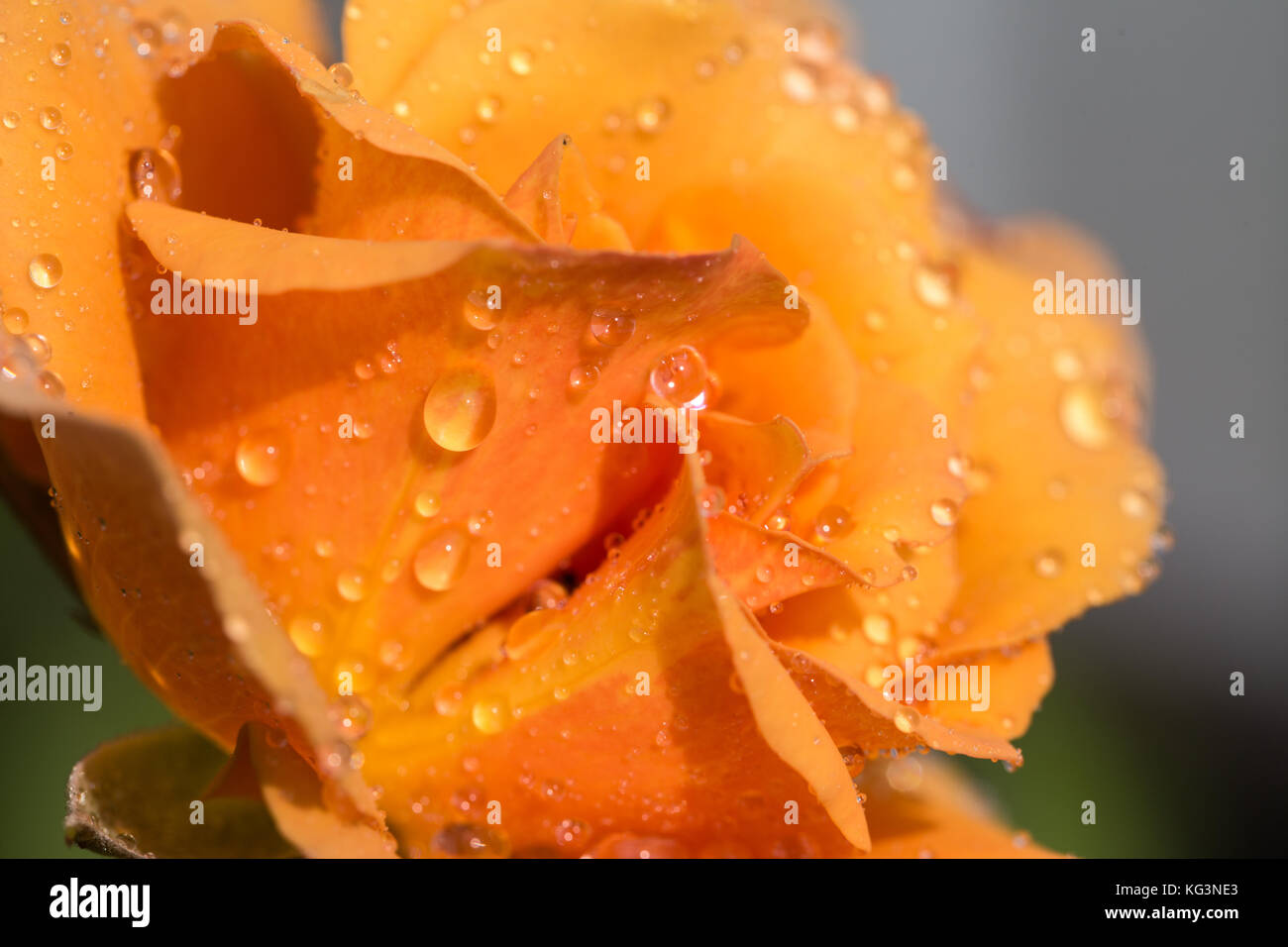 Yellow rose with water drops on petals. Close up, small depth of ...