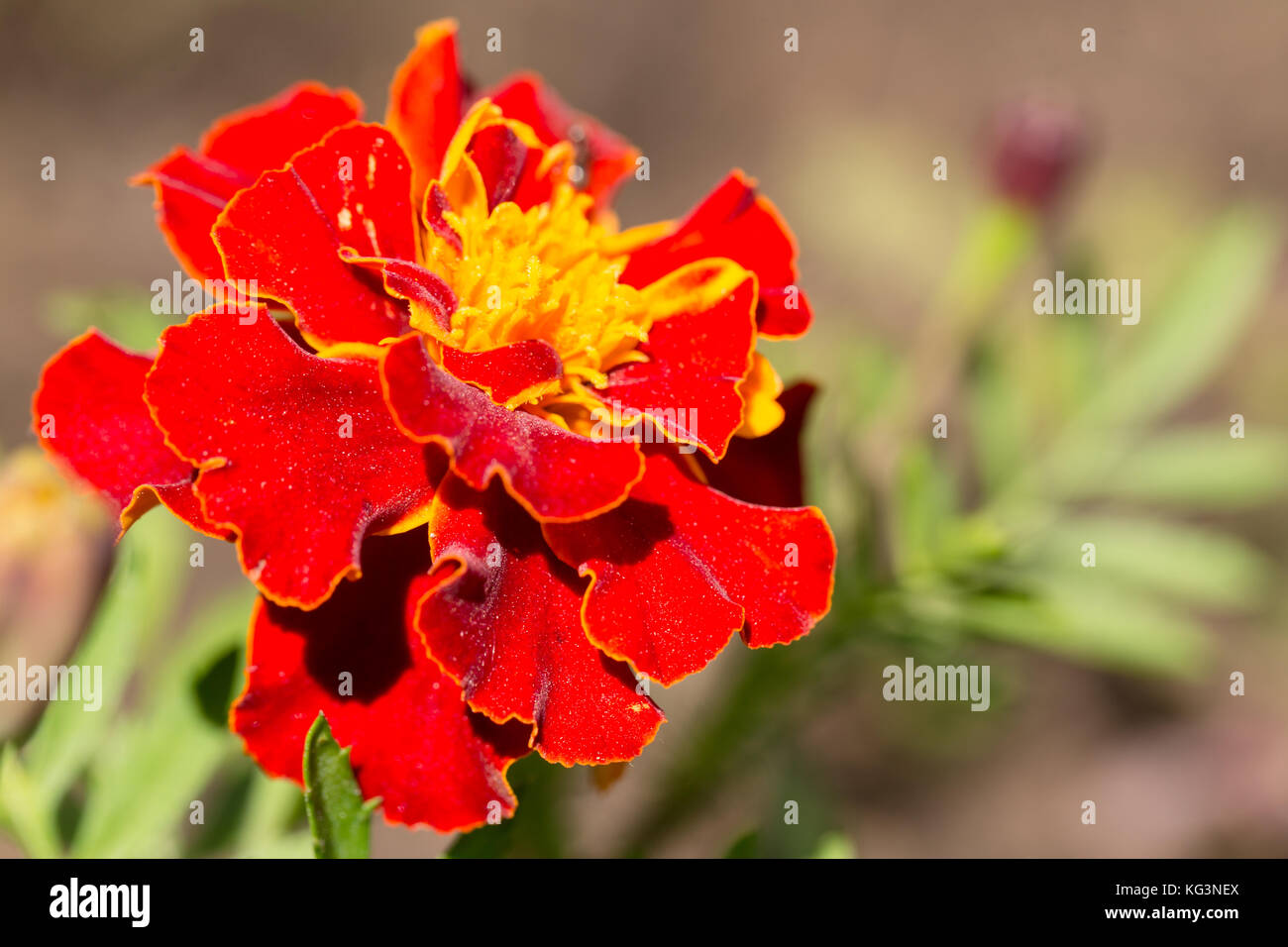 Red flower of marigold. Close up, small depth of sharpness, copyspase ...