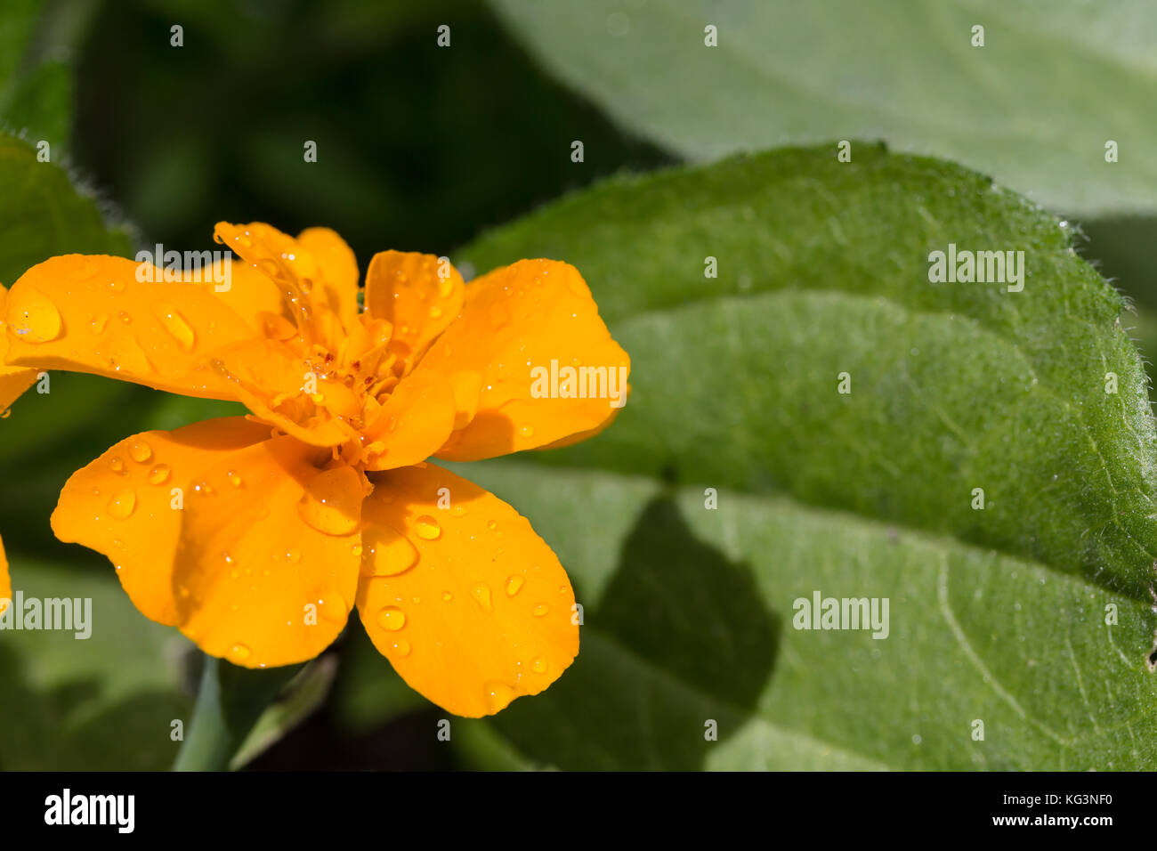 Yellow flower of marigold with water drops. Close up, small depth of ...