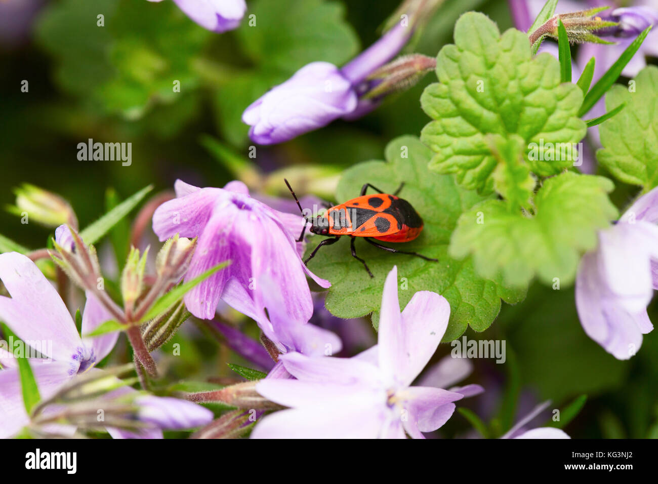 Orange bug among lilac flowers. The bug sits on a green leaf. Close up ...