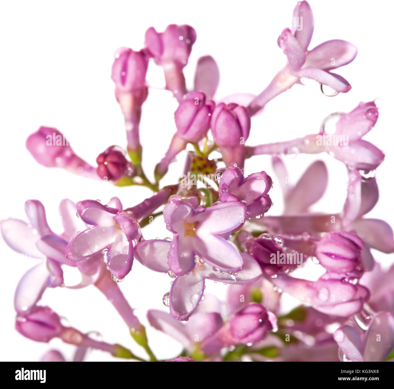 Lilac branch with water drops on a white background. Lilac flowers on ...