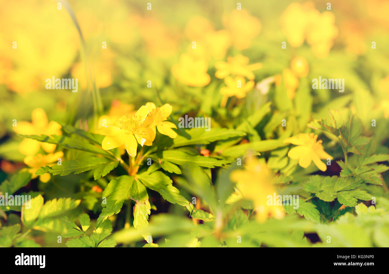 yellow spring flowers in bright beams of the sun. It is photographed on ...
