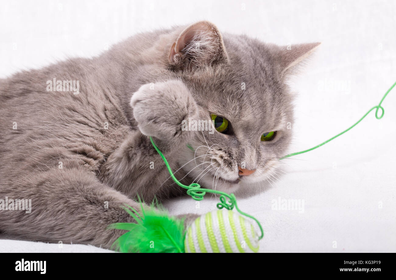 The cat has snapped at a thread from a toy and holds her with a paw ...