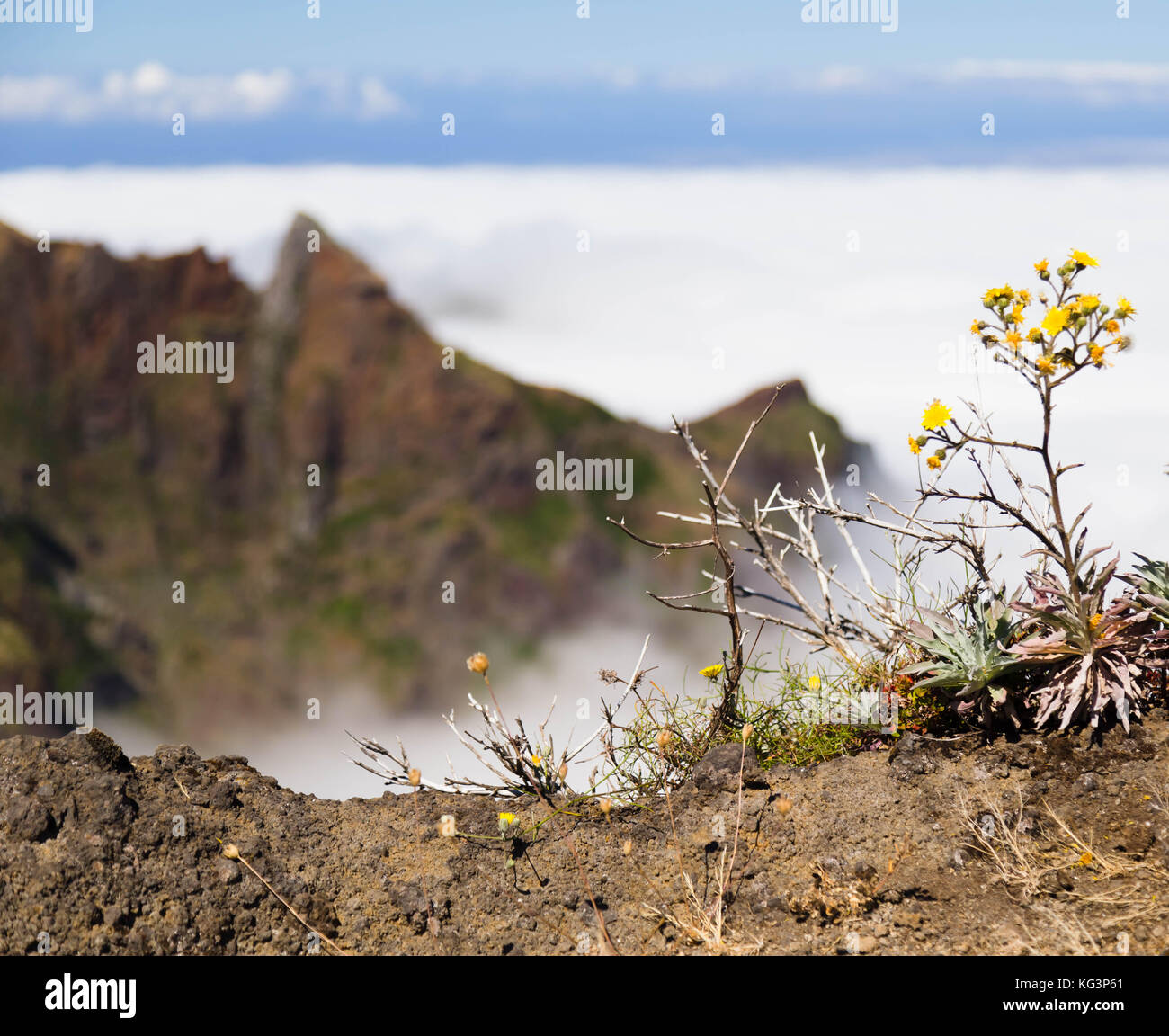 Yellow flowers and dry grass on the brink of break highly in the ...