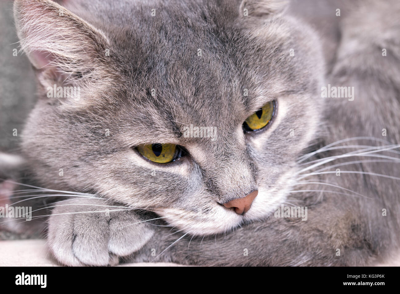 Head On Paws Stock Photos & Head On Paws Stock Images - Alamy