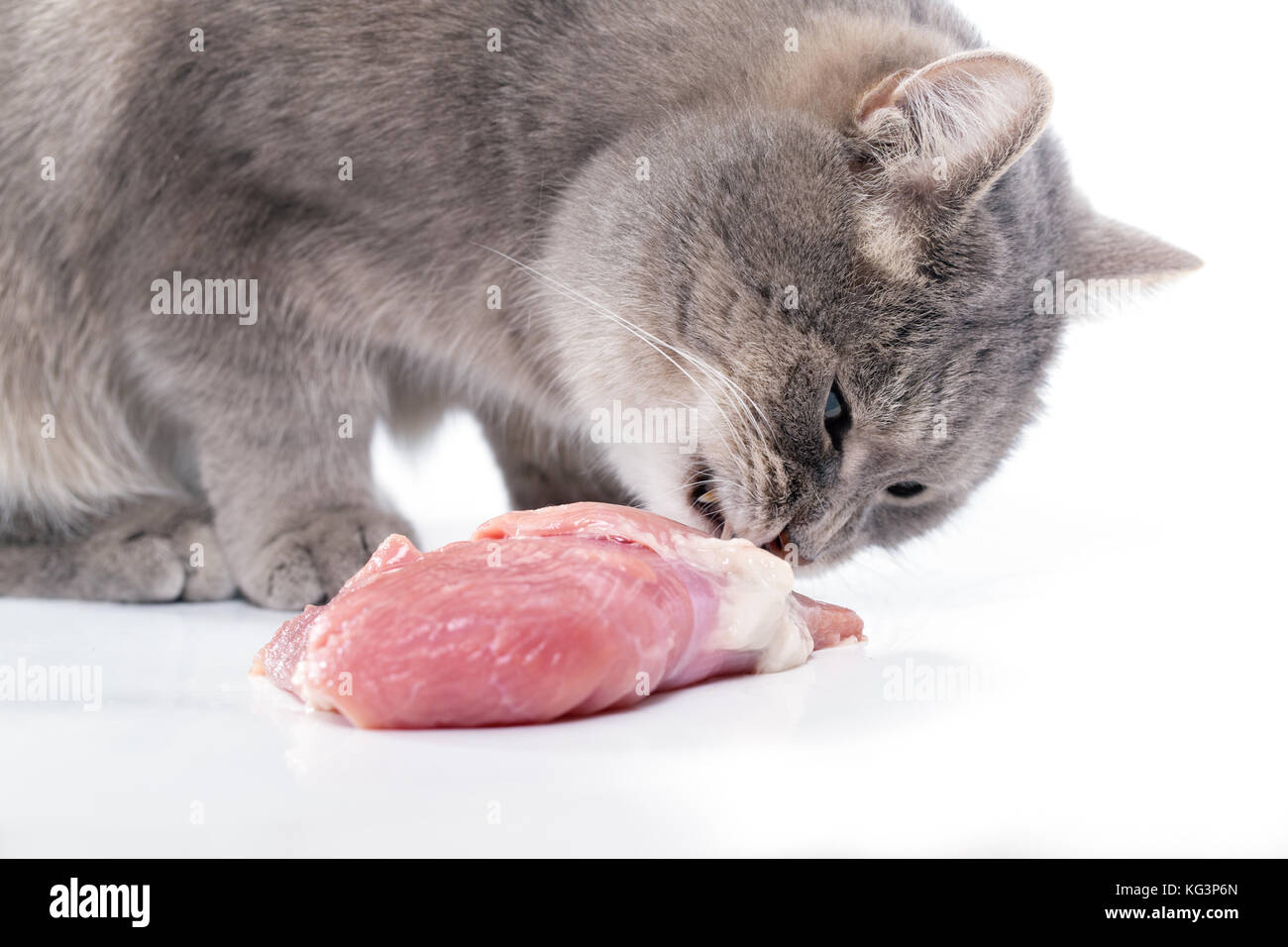 The cat eats crude meat. In a shot the head of a cat and a piece of ...