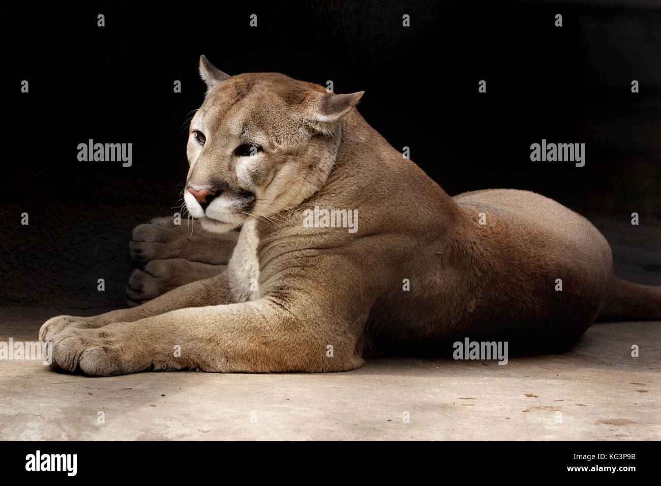 The lying puma against a dark background. The puma quietly lies on a ...