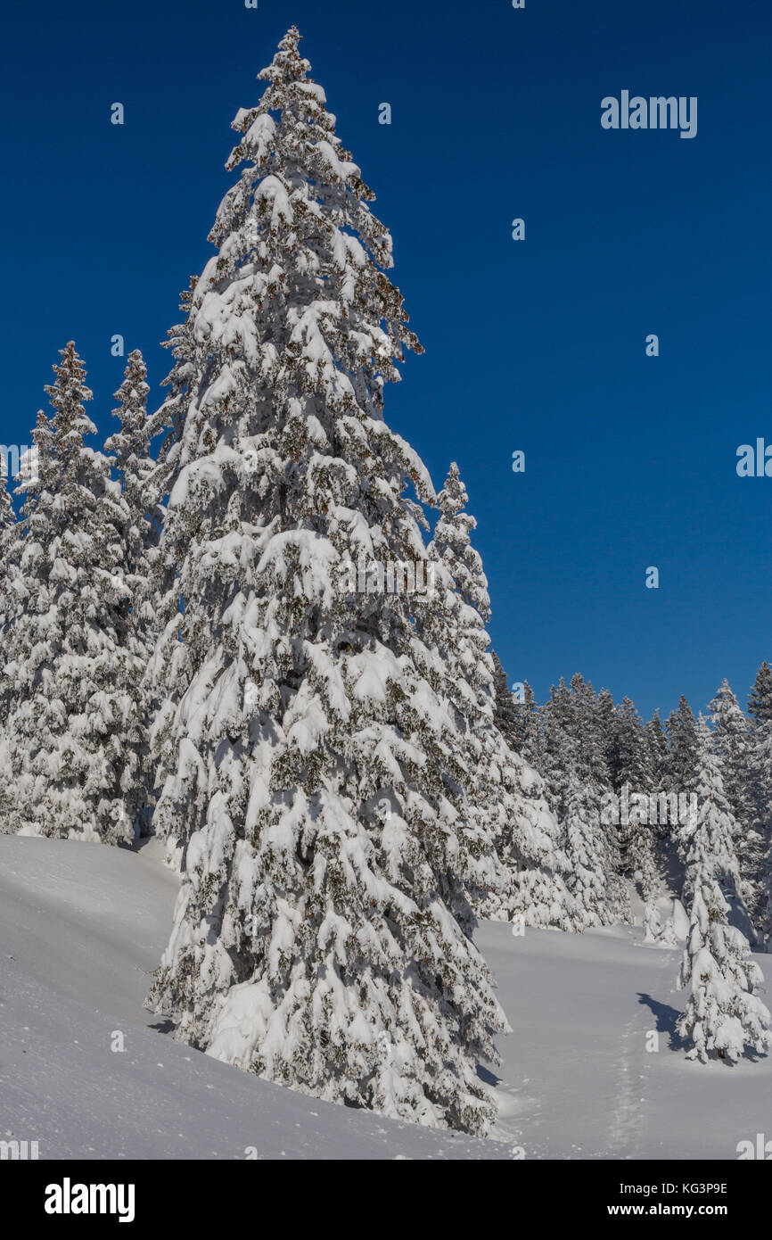 natural fir tree forest covered in winter with snow and blue sky Stock ...