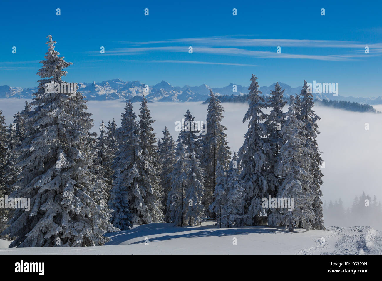 natural fir tree forest in winter with snow, sunlight, blue sky ...