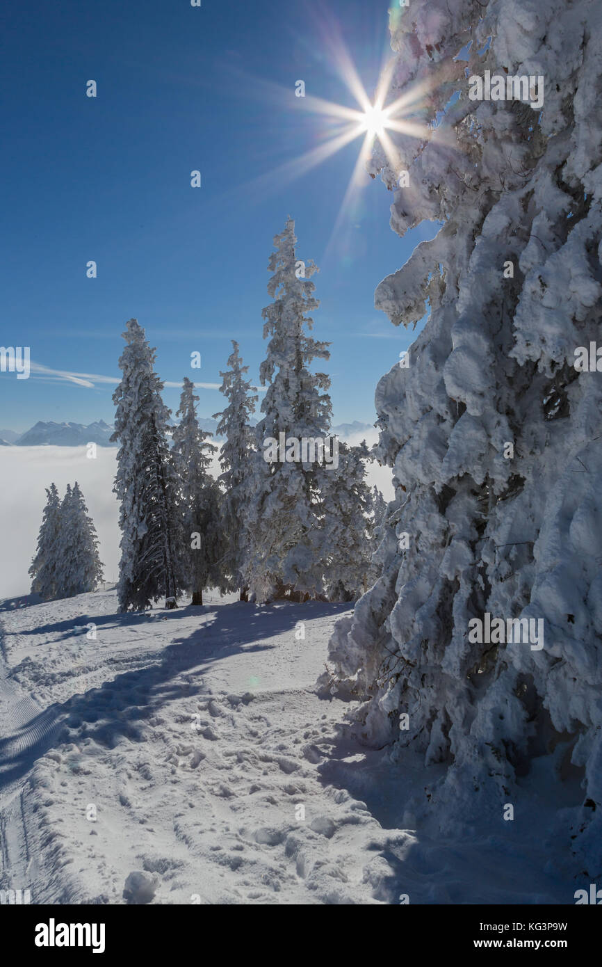 natural fir tree forest covered in winter with snow, sun, blue sky ...