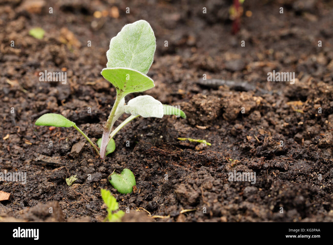 The young plant planted to the earth. Seedling which is recently ...