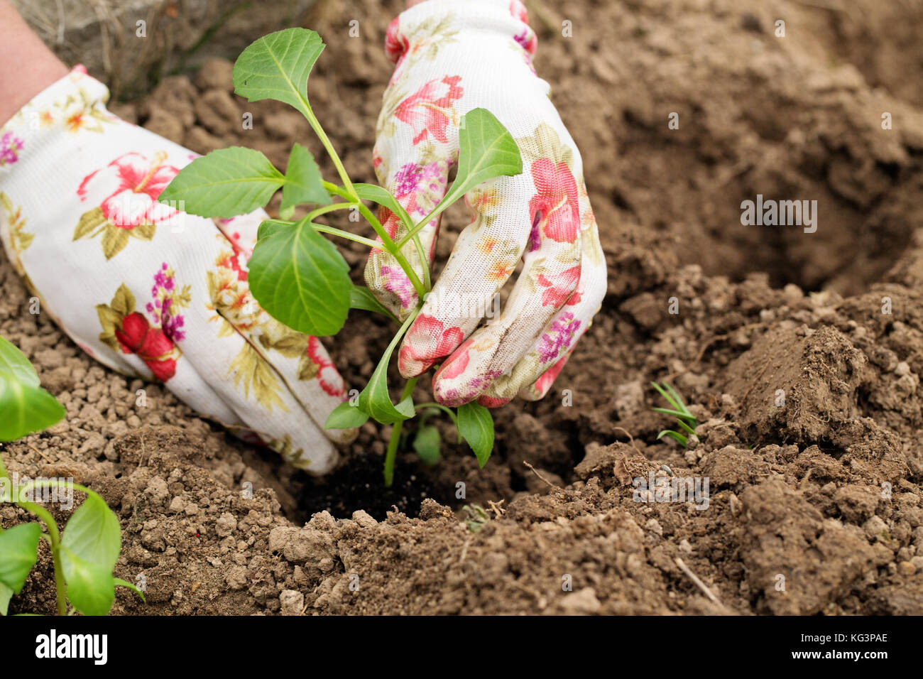 Seedling a plant in hands of the person. The green young plant of ...