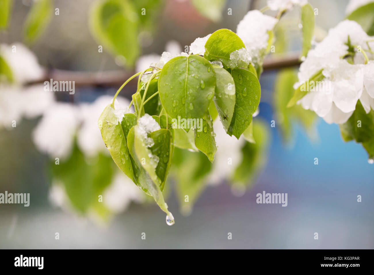 Snow on the blossoming tree in the spring. Suddenly dropped out snow on ...
