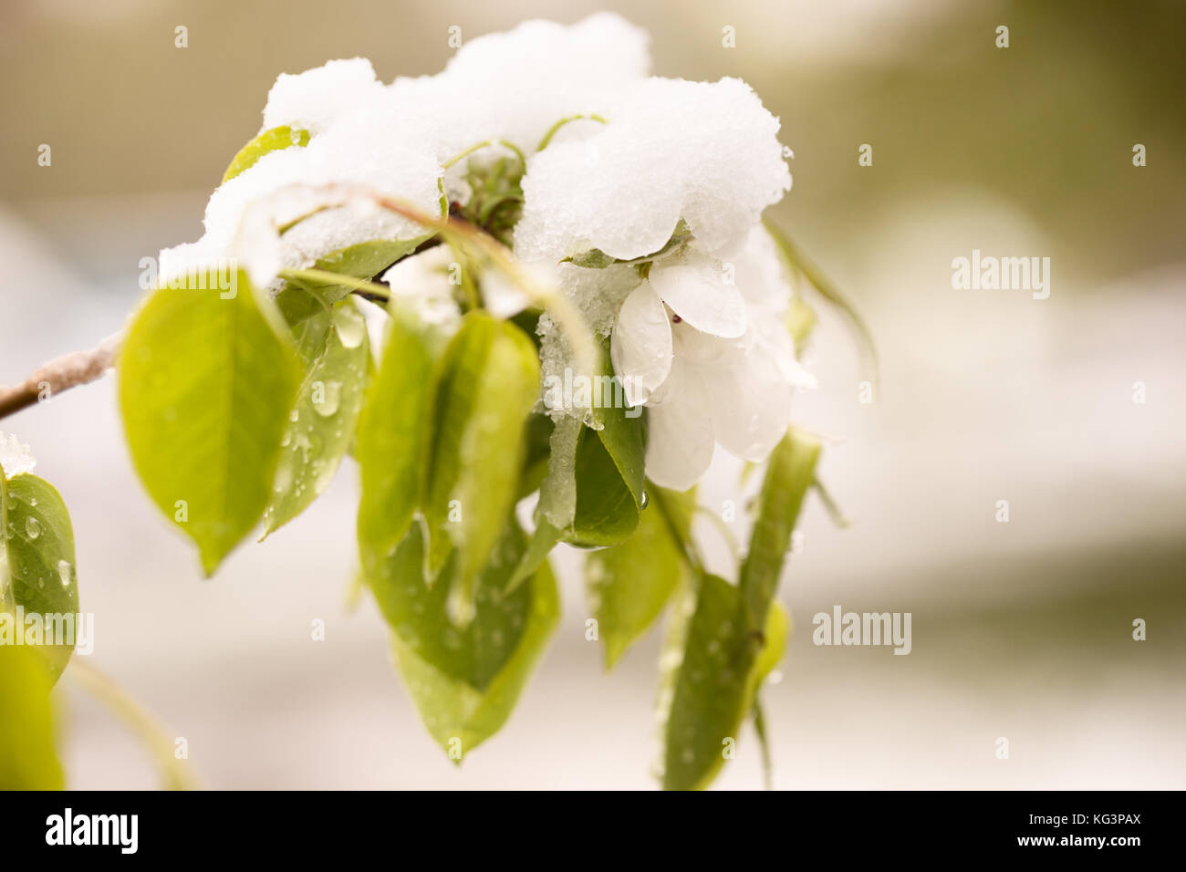 Snow on the blossoming tree in the spring. Suddenly dropped out snow on ...