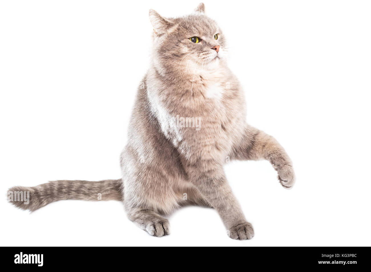 The sitting gray cat was going to be protected. The cat has deviated ...