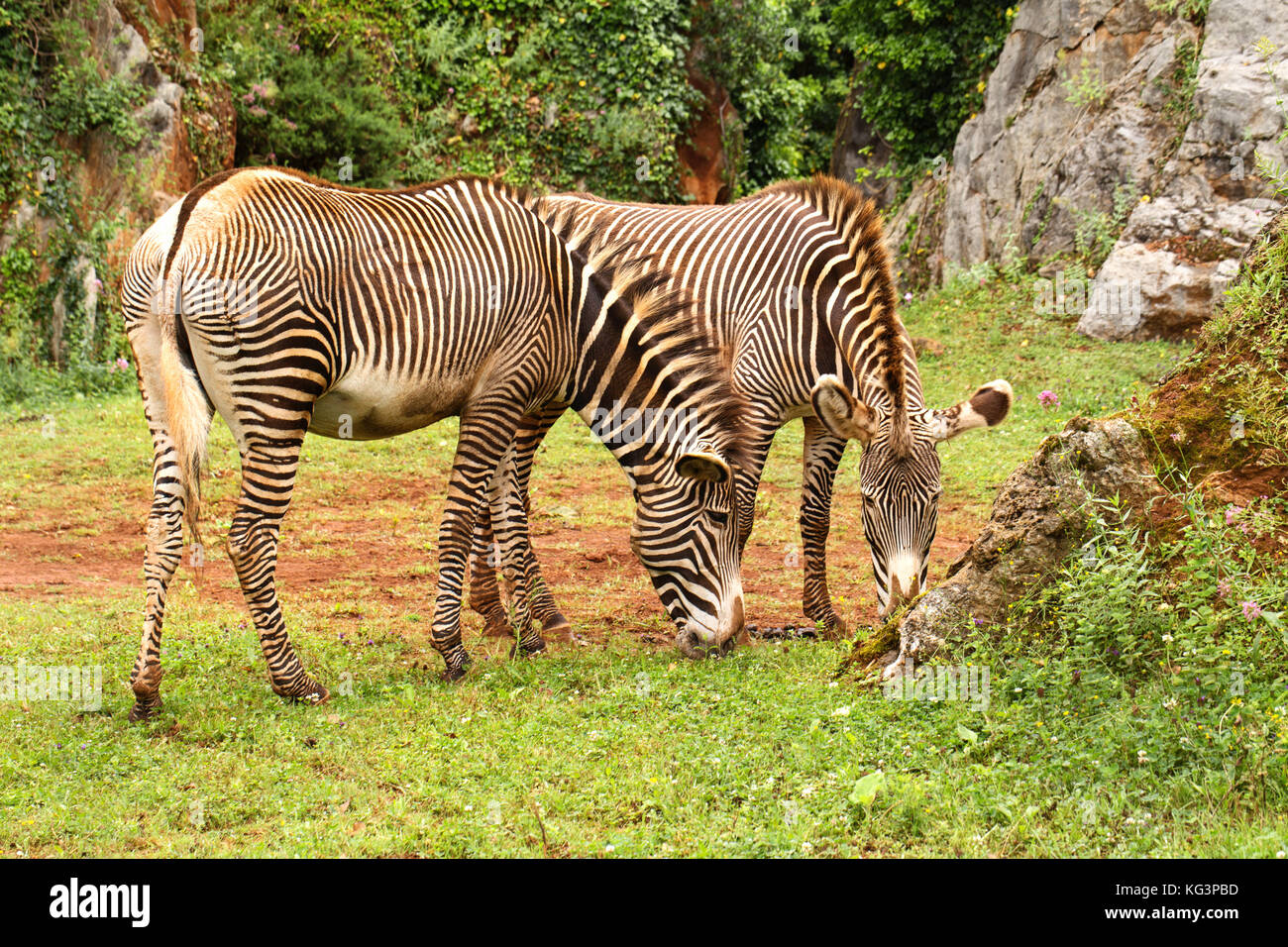Two zebras against the background of greens and rocks. The group of two ...