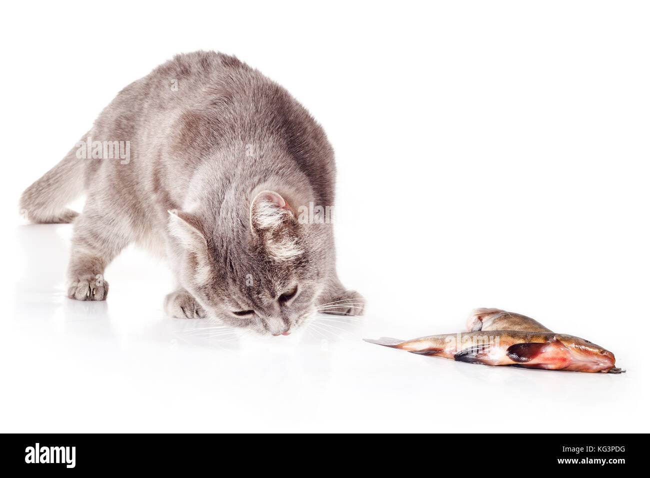 Cat and fish on a white background. The gray domestic cat creeps to ...