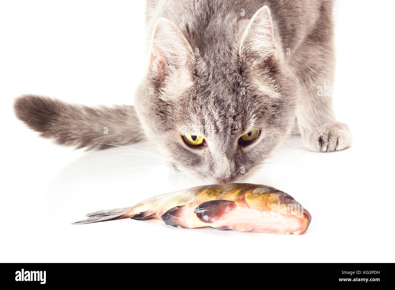 Cat and fish on a white background. The gray domestic cat creeps to ...
