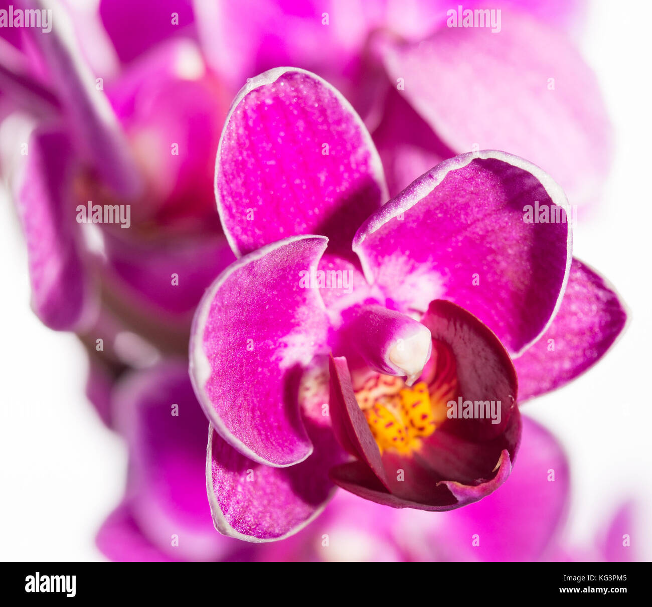 Violet orchids on a white background. Close up, small depth of ...