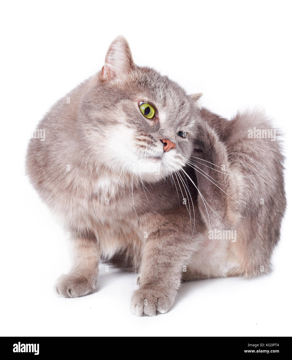 The cat was bent and scratches an ear. A gray cat on a white background ...