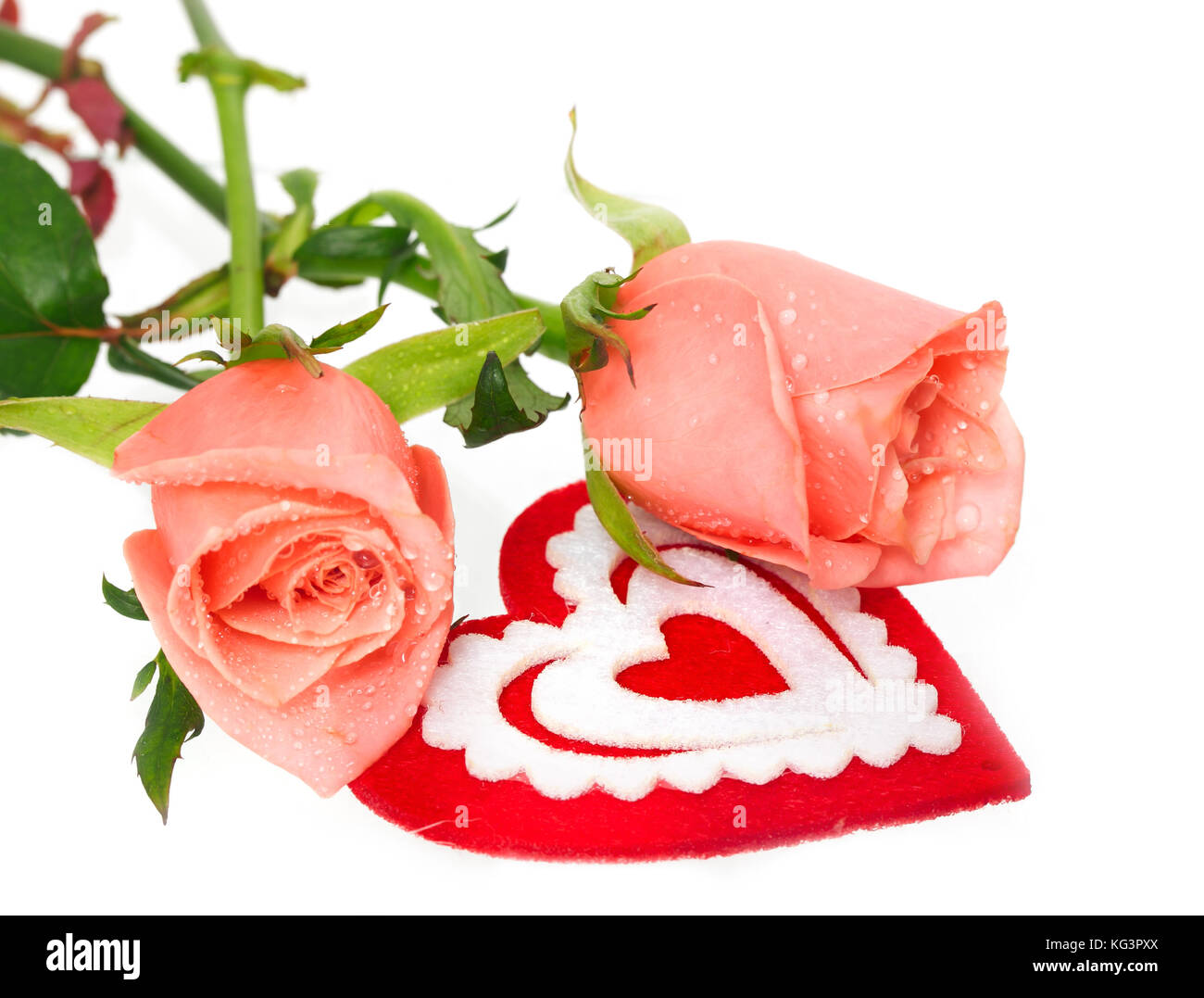 Two pink roses and heart on white. Roses with water drops, heart from ...