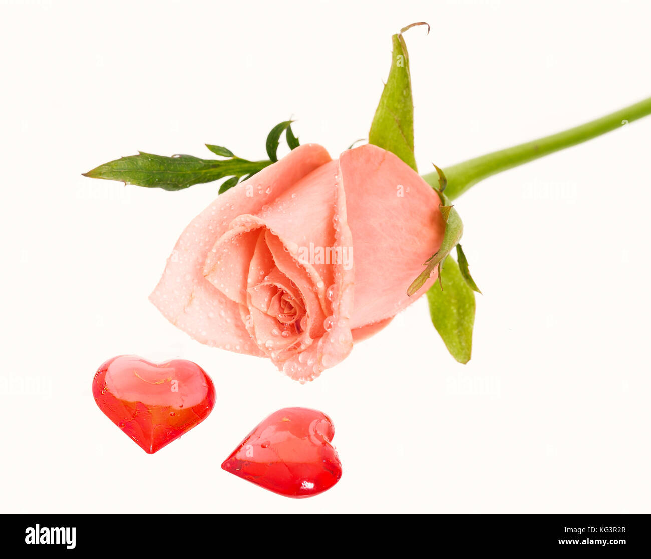 Red rose and dew drops Cut Out Stock Images & Pictures - Alamy