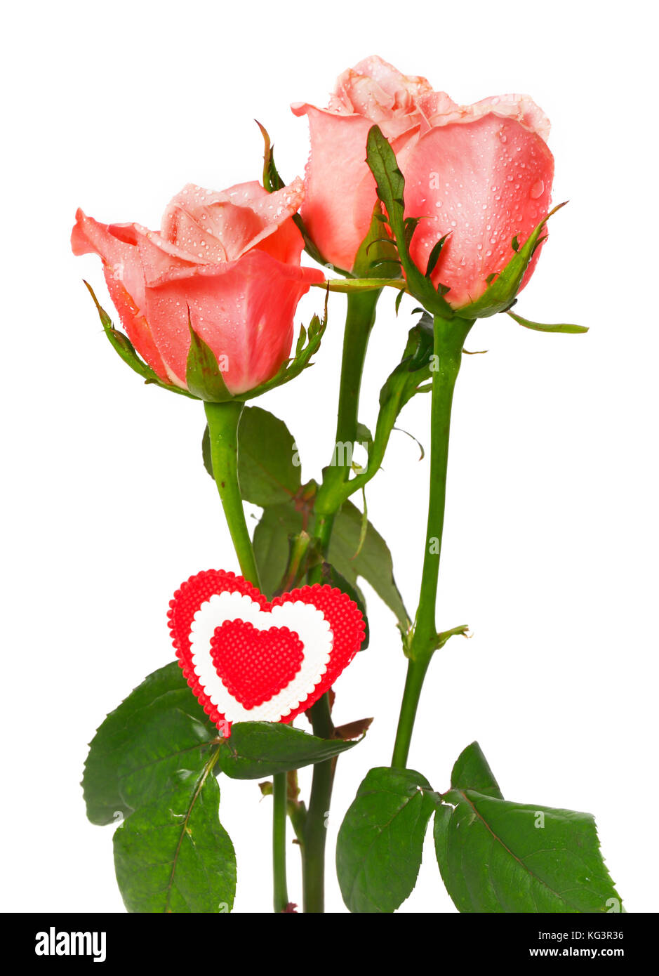 Pink roses and heart on a white background. Three pink roses with drops ...