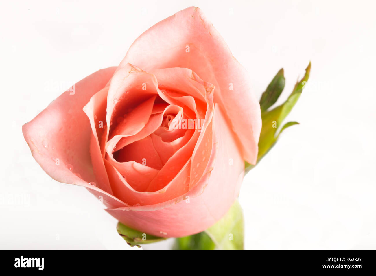 Pink rose on a white background. Close up, small depth of sharpness ...