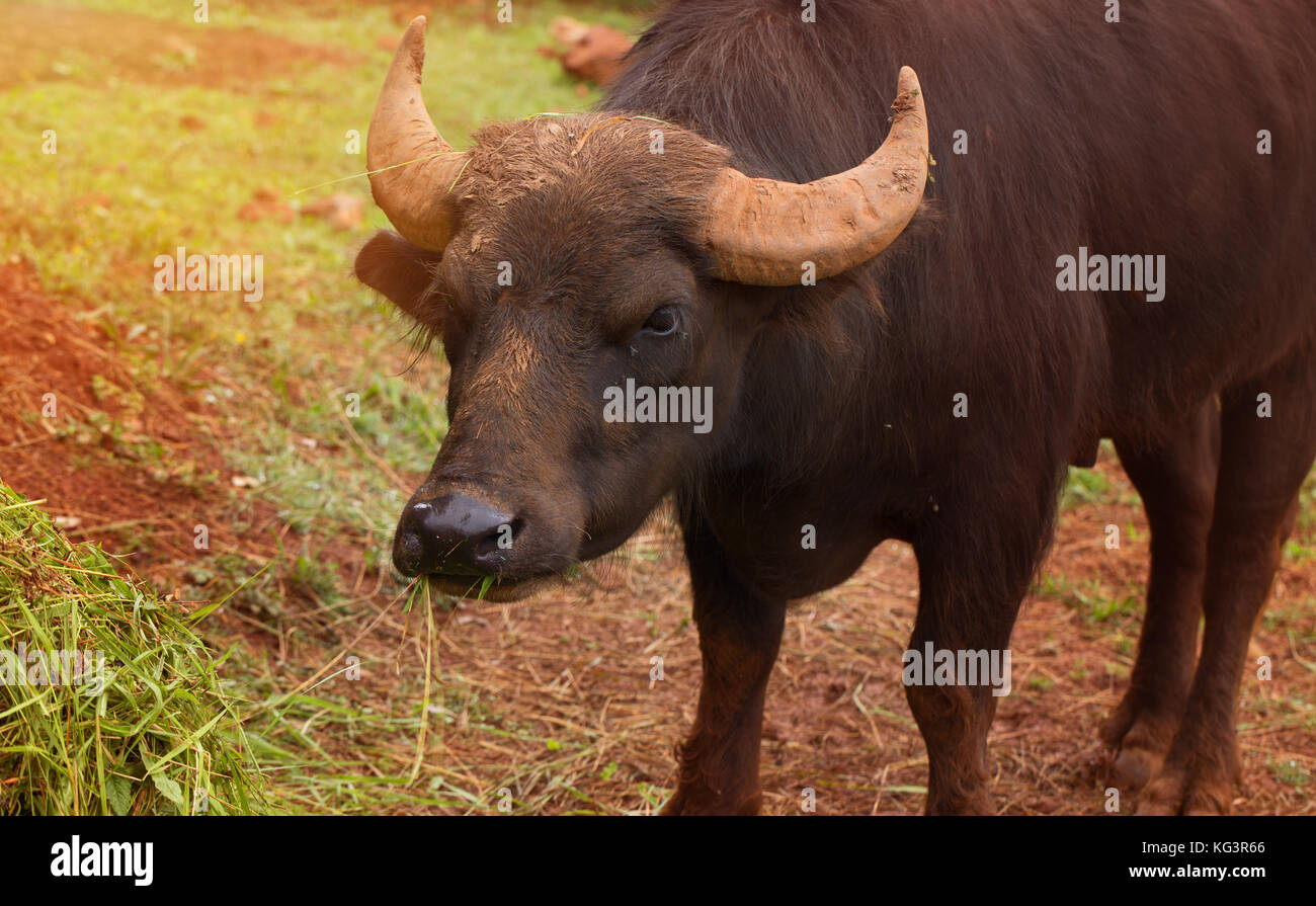 Head of a buffalo close up. The front view, the buffalo chews a grass ...