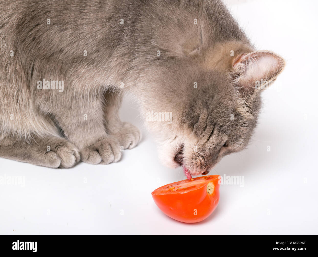 The cat licks tomato. Tomato half, white background, close up, small ...