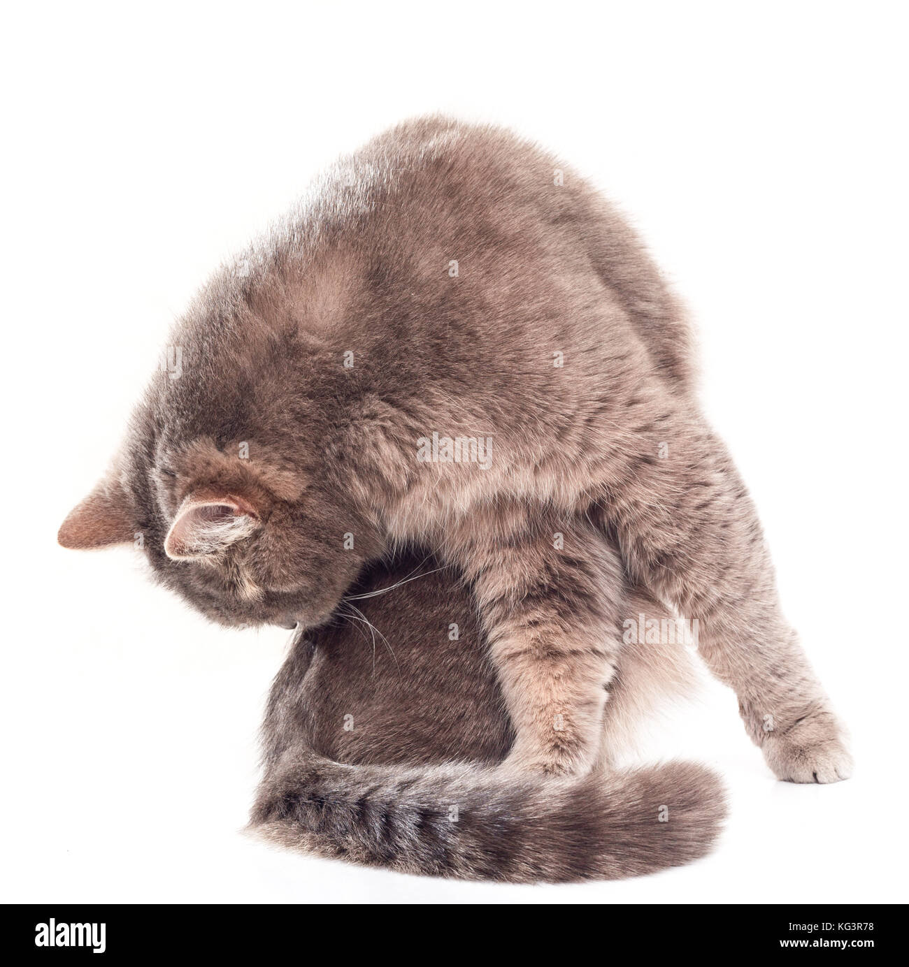 Back of cat head Cut Out Stock Images & Pictures - Alamy
