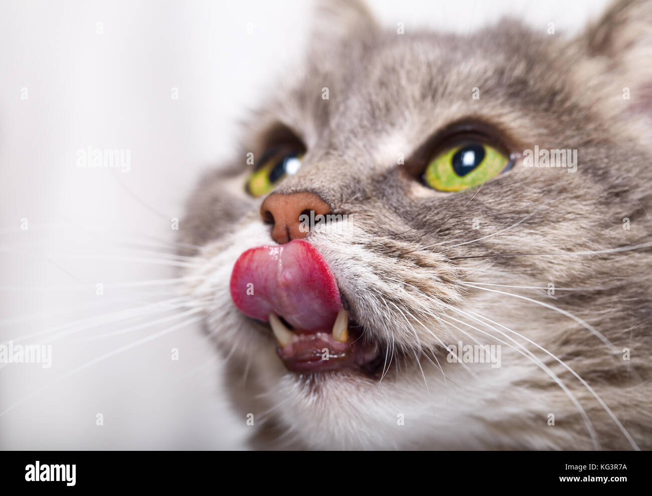 The head of the cat looking up and who is licking lips. Close up, small ...