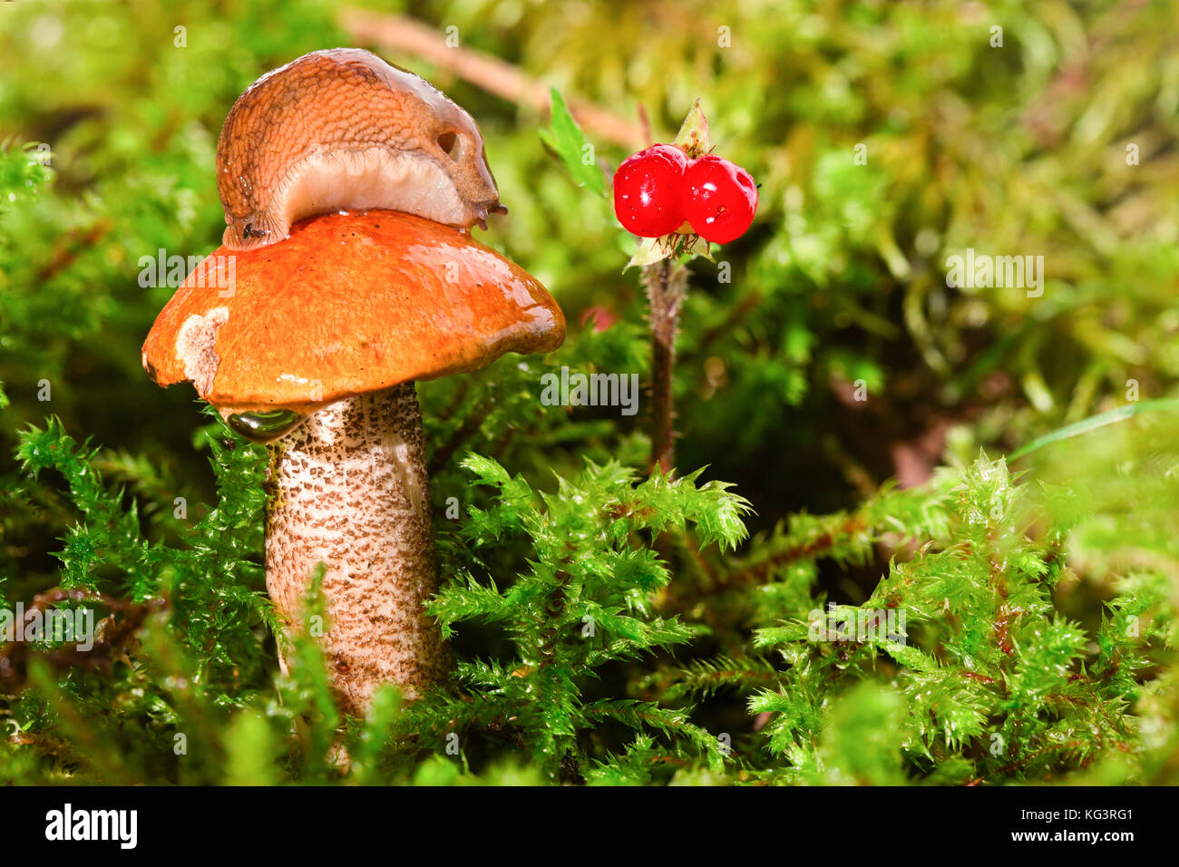 Slug on a hat of a mushroom and red berry nearby. The slug on an orange ...