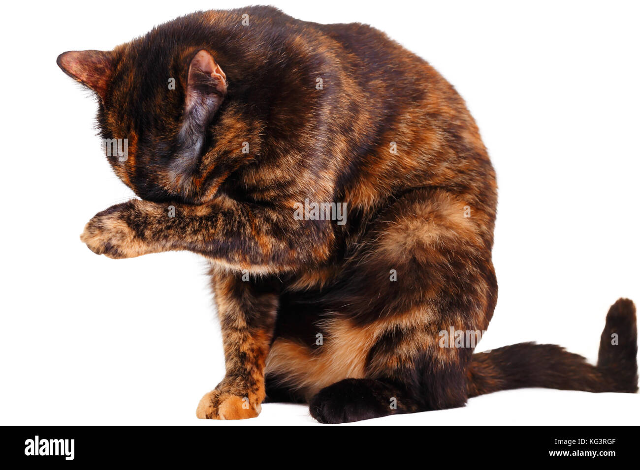 Forepaw hi-res stock photography and images - Alamy