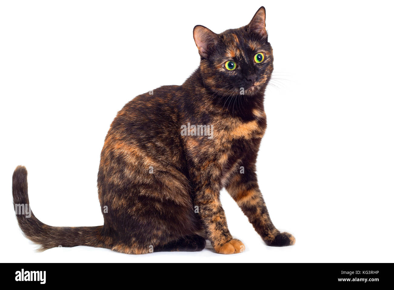 Tortoise cat on a white background. The cat of a tortoise color sits ...