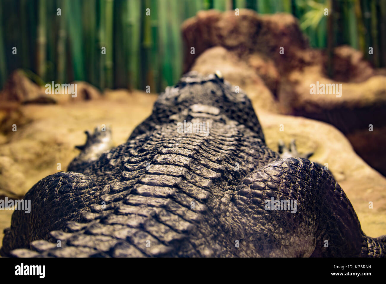 Back of the lying crocodile. It is photographed behind, in a shot a ...