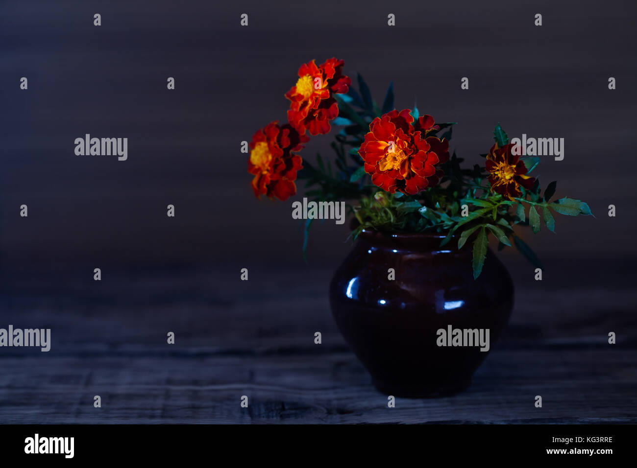 Marigold in a ceramic pot. It is tinted in blue, selective focus, an ...