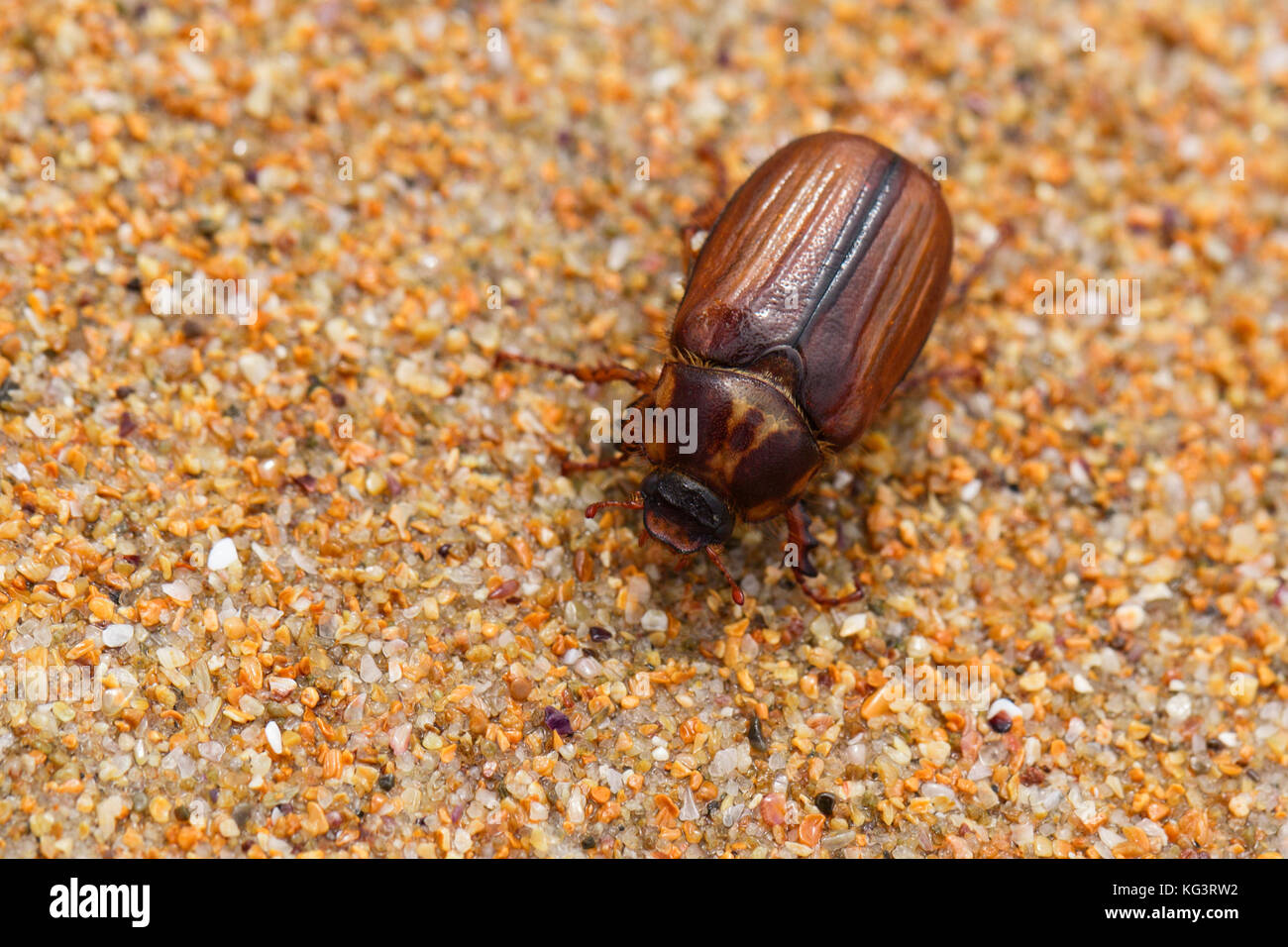Macro one grain of sand hi-res stock photography and images - Alamy