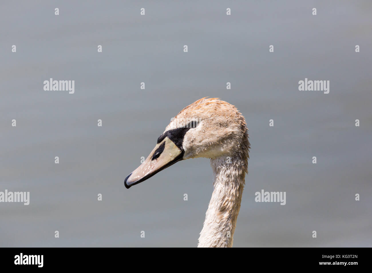 Portrait swan face hi-res stock photography and images - Alamy