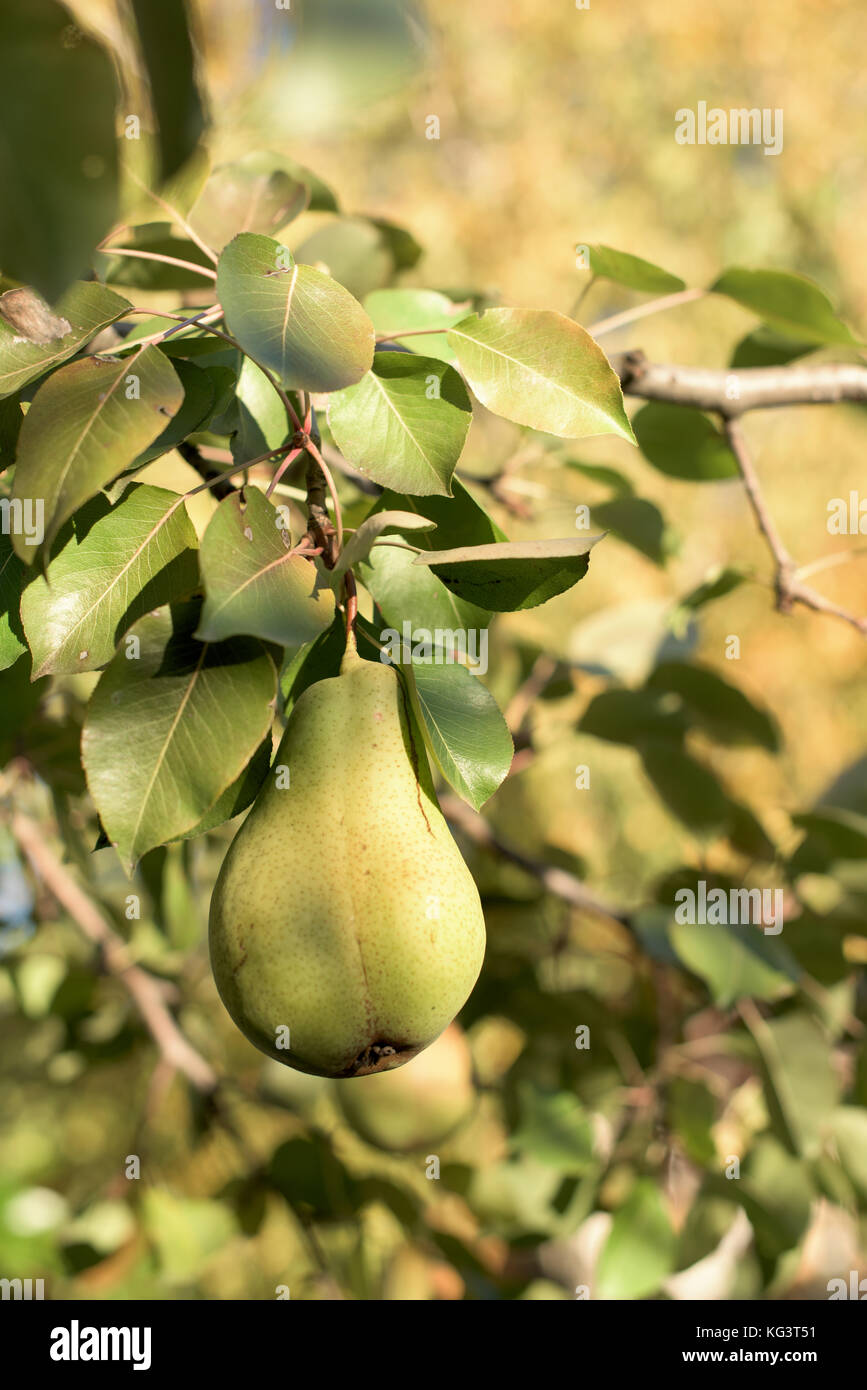 Part of pear tree with one fruit Stock Photo - Alamy