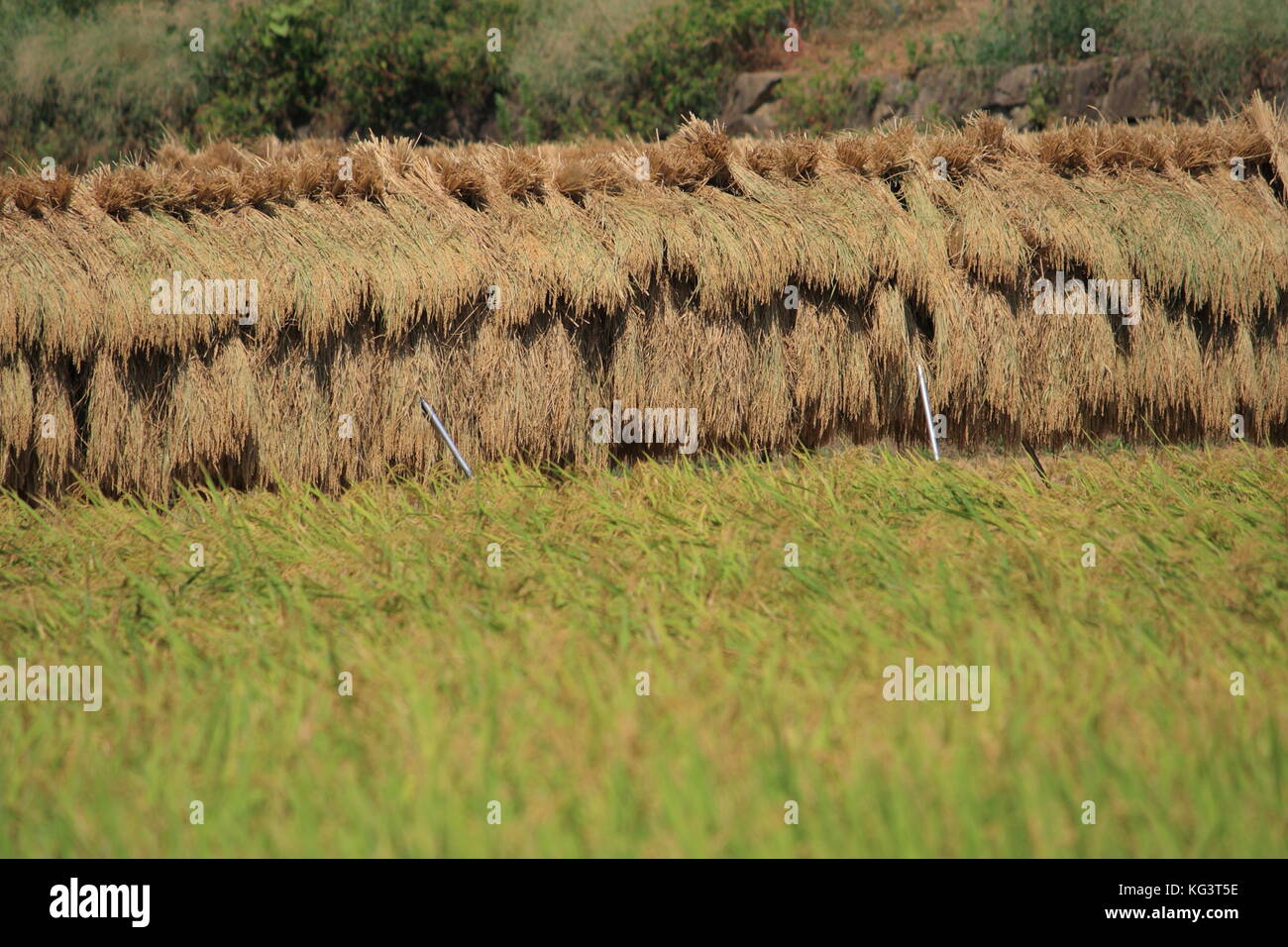 Sun dried field natural process hi-res stock photography and images - Alamy