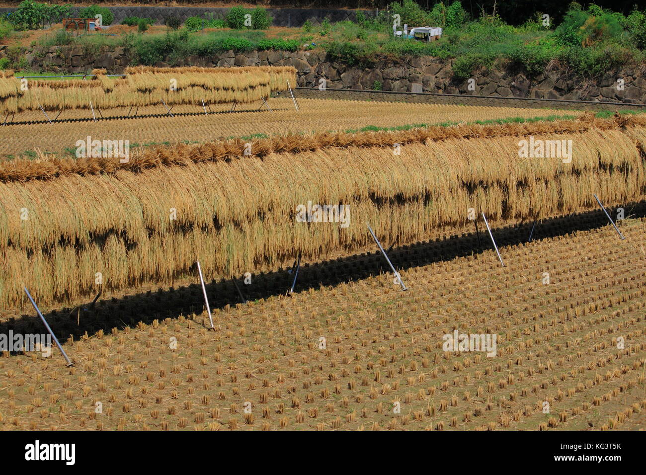 traditional methid of dried rice by hanging hey stack on rack. Sun ...