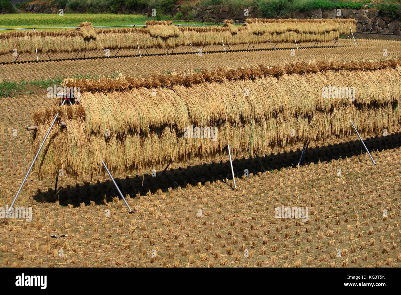 traditional methid of dried rice by hanging hey stack on rack. Sun ...