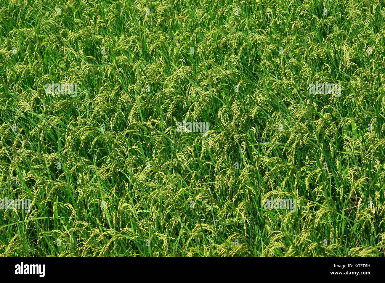 Paddy field with produce grains Stock Photo - Alamy
