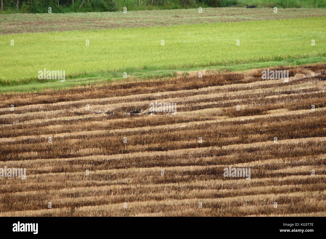 Half harvested Paddy rice field in Thailand Stock Photo - Alamy